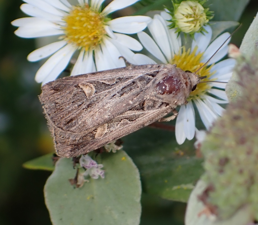 Dingy Cutworm Moth in October 2022 by Mariko. In my pollinator garden ...
