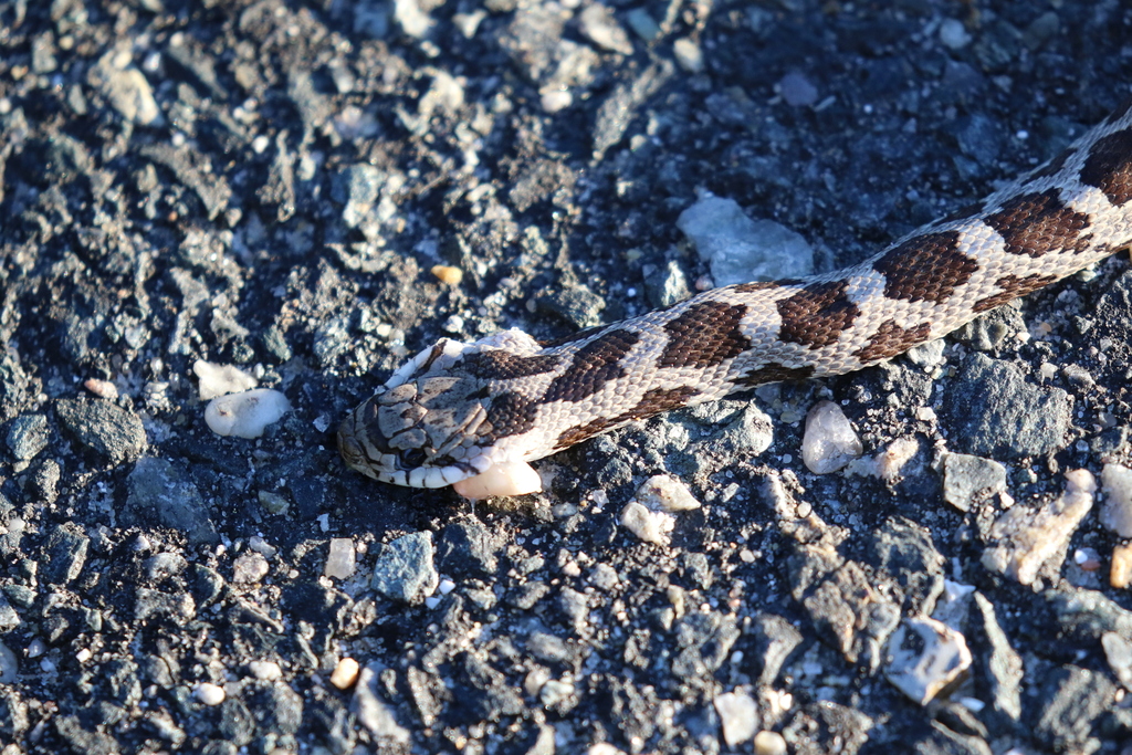 Eastern Ratsnake from Accomack County, VA, USA on October 06, 2022 at ...
