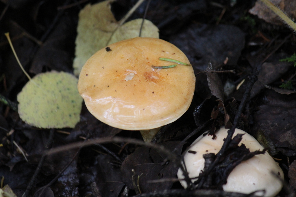 Webcaps from Thunder Bay, ON, Canada on October 6, 2022 at 02:28 PM by ...