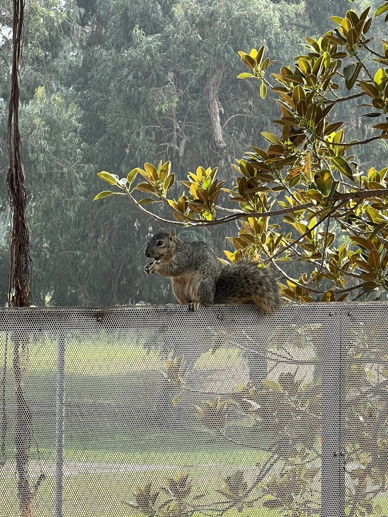 Fox Squirrel from Rancho Park Golf Course, Los Angeles, CA, US on ...