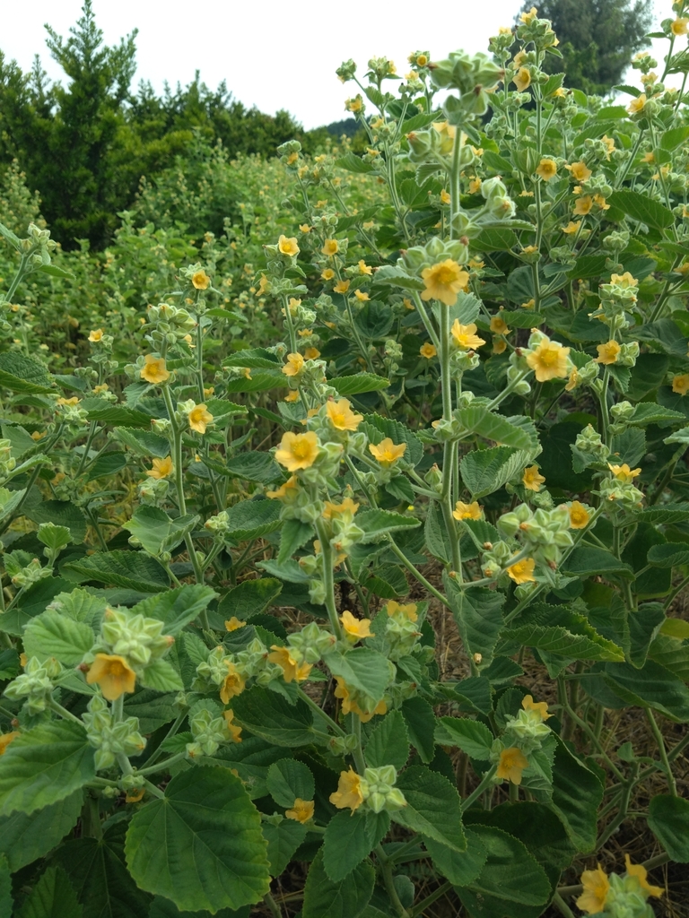 flannel weed from 638台灣雲林縣麥寮鄉麥豐村 on October 07, 2022 at 10:36 AM by ...