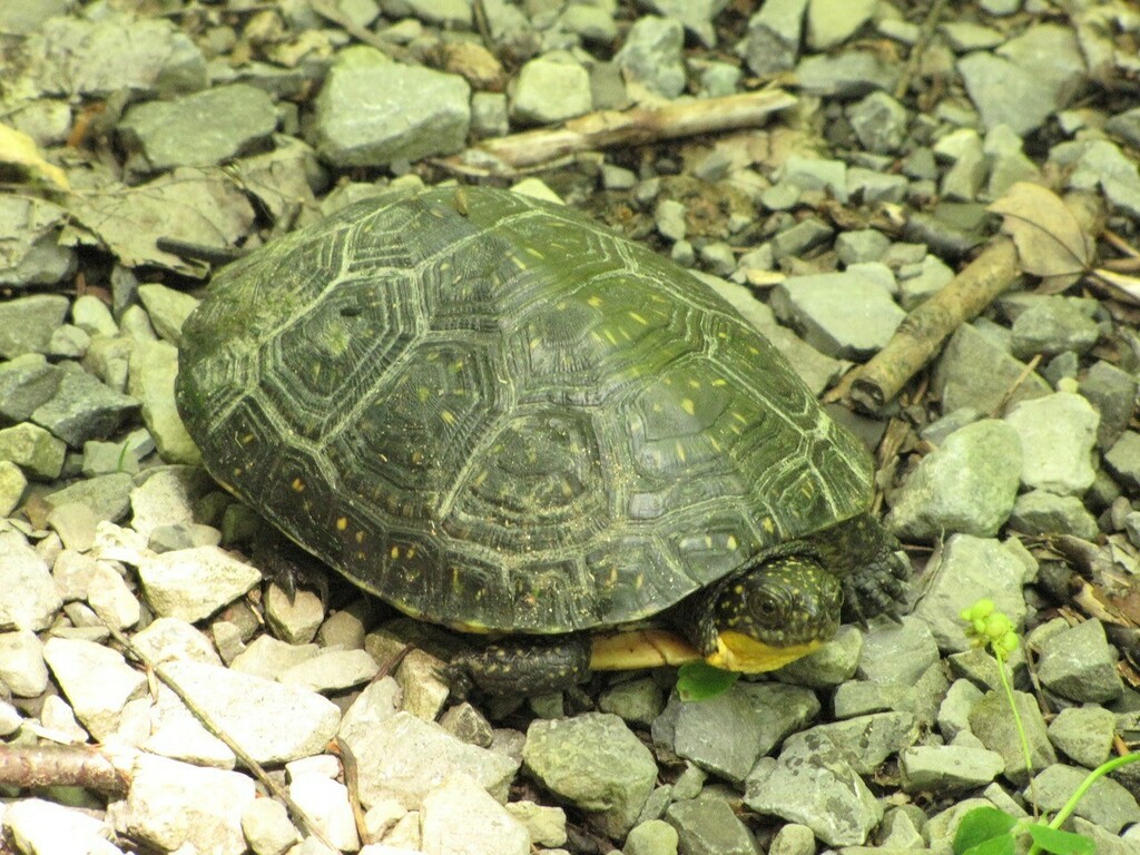 Blanding's Turtle in September 2019 by Janet Elliott · iNaturalist