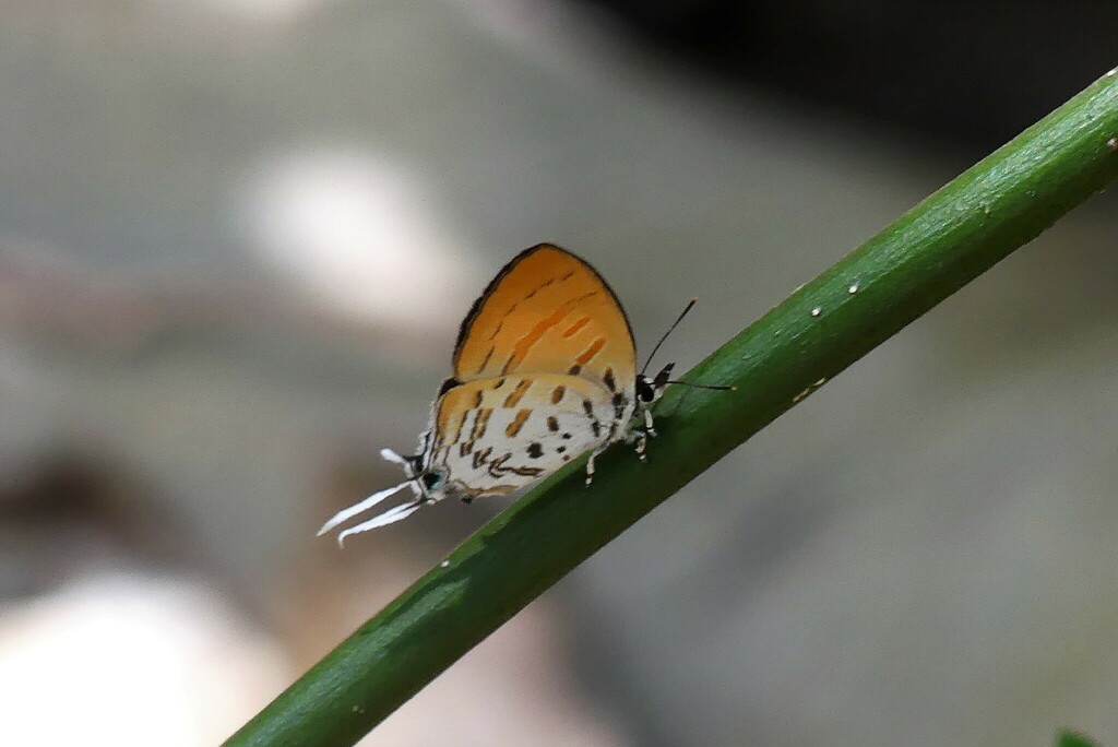 Common Posy from RW2R+7HR, Suthep, Mueang Chiang Mai District, Chiang ...
