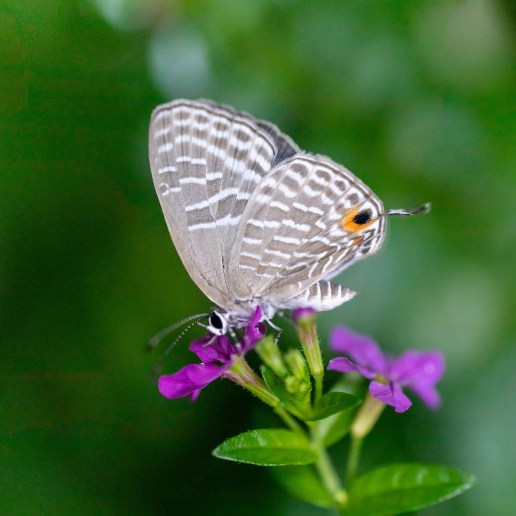 Jamides alecto dromicus from 富陽生態公園 on October 06, 2022 at 11:26 AM by ...