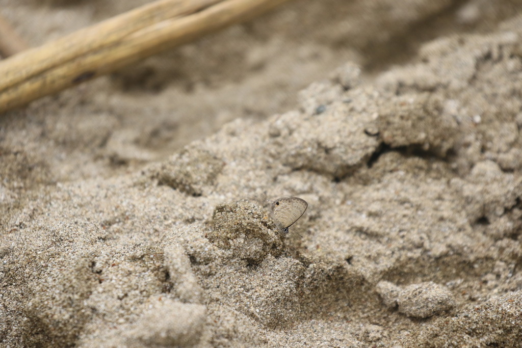 Common Line Blue from Namdapha, Changlang, Arunachal Pradesh, India on ...