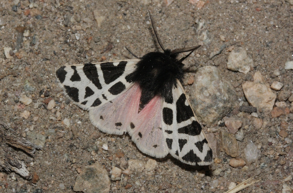 Nevada Tiger Moth (Moths of Rosewood Nature Study Area) · iNaturalist