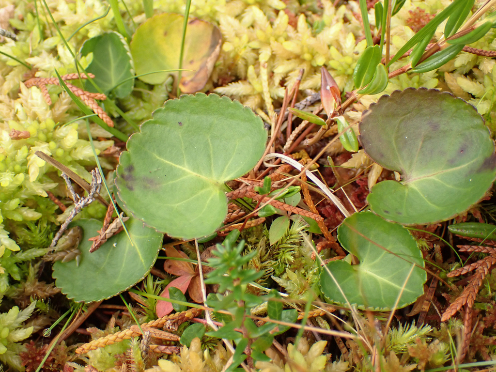 Deer-cabbage from Lady Douglas - Don Peninsula, Central Coast, British ...