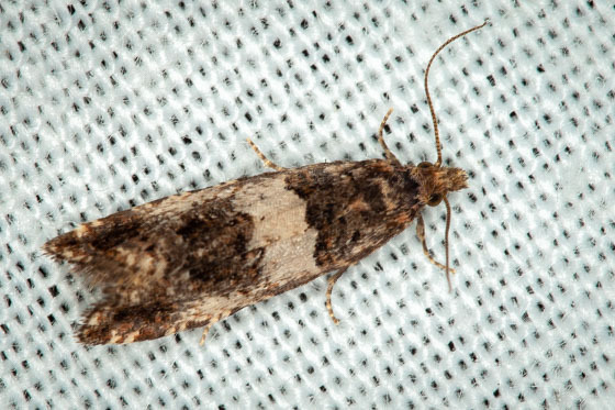 Celypha Moth from Summit County, UT, USA on October 07, 2022 at 06:51 ...