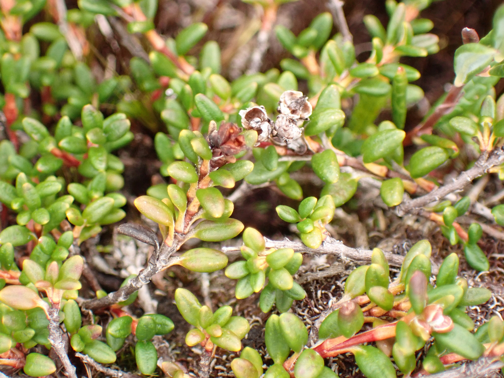 alpine azalea from Lady Douglas - Don Peninsula, Central Coast, British ...