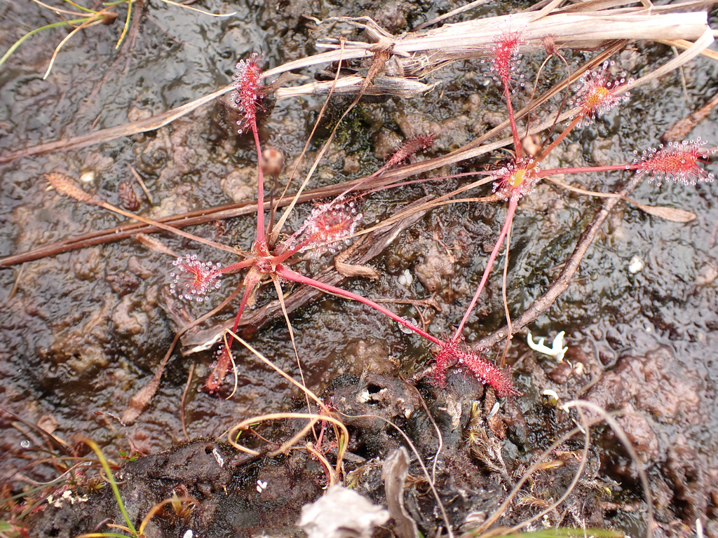 Great Sundew from Lady Douglas - Don Peninsula, Central Coast, British ...