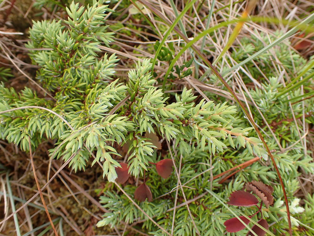 common juniper from Lady Douglas - Don Peninsula, Central Coast ...