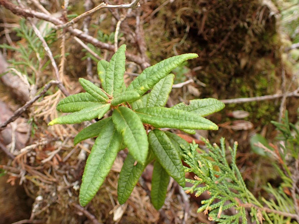Bog Labrador Tea from Lady Douglas - Don Peninsula, Central Coast ...