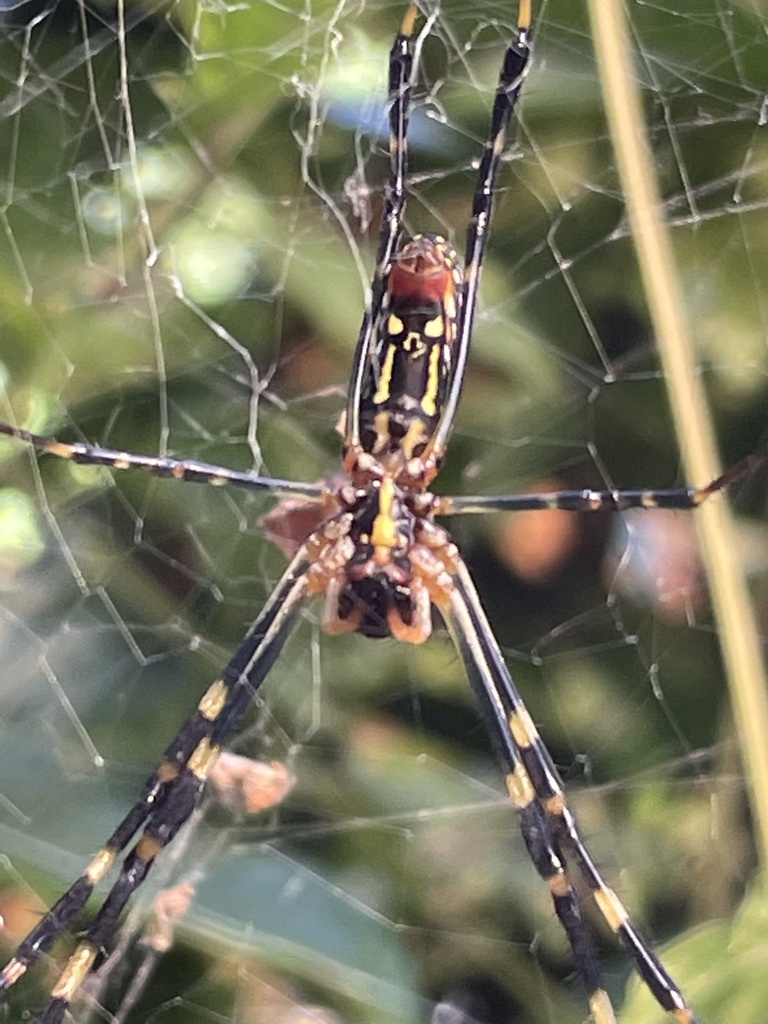 Joro Spider from 진도고등학교, Jeollanam-do, KR on October 7, 2022 at 01:09 ...