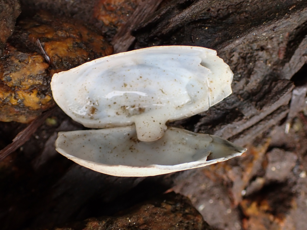 Soft-shelled Clam from Lady Douglas - Don Peninsula, Central Coast ...