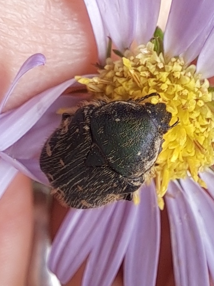Blue Flower Chafer from Geochang-gun, Gyeongsangnam-do, South Korea on ...