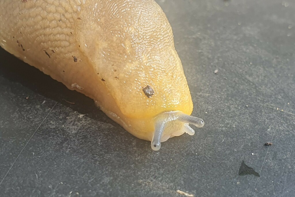 Yellow Cellar Slug in October 2022 by Garry French · iNaturalist