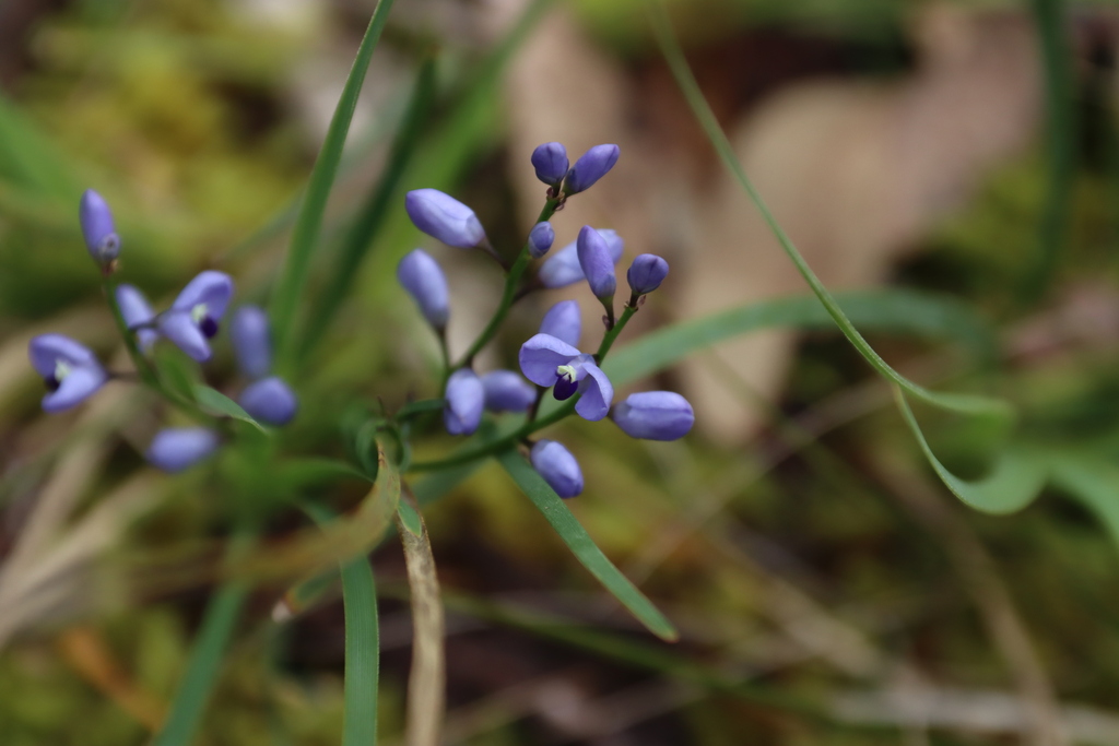 Love Creeper in October 2022 by Garry French · iNaturalist