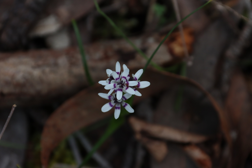 Early Nancy in October 2022 by Garry French · iNaturalist