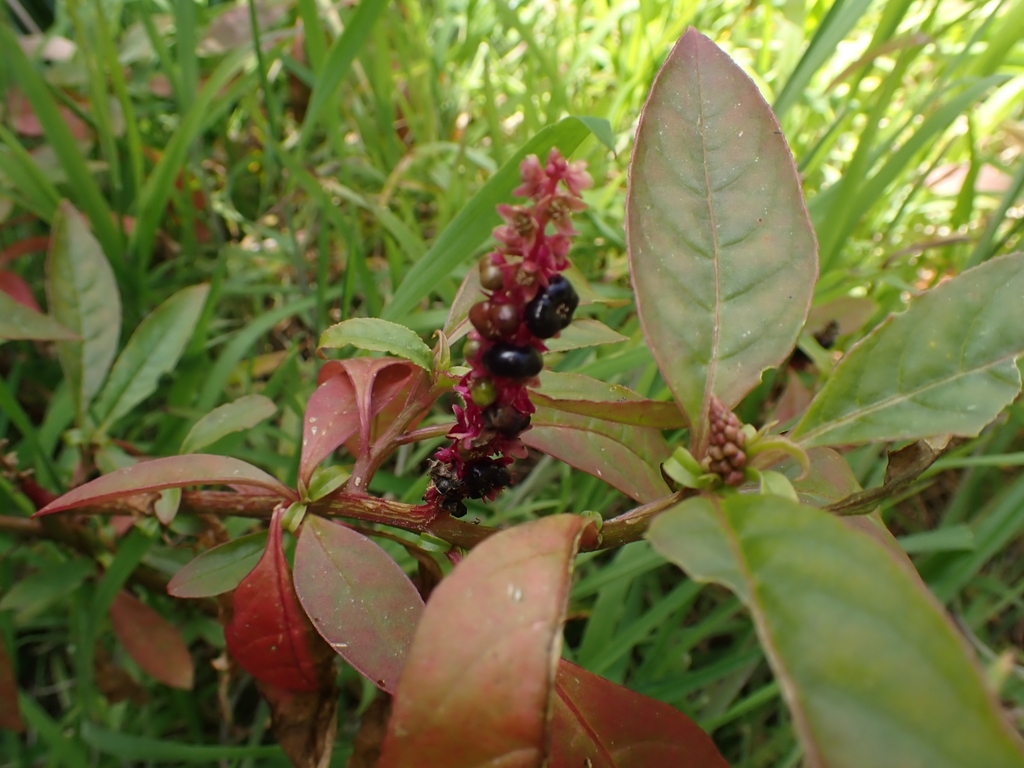 Inkweed from Tītahi Bay, Porirua, New Zealand on October 7, 2022 at 11: ...