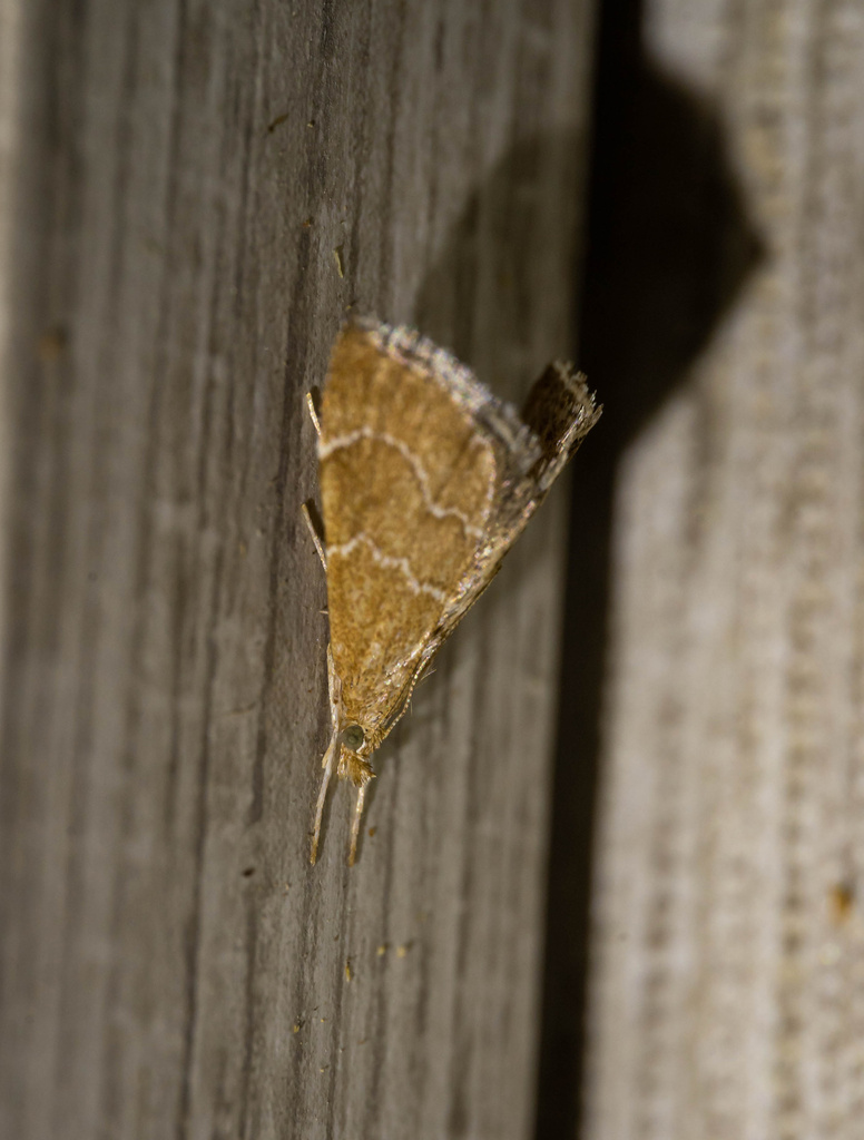 Stegea salutalis from Louis Robidoux Nature Center, Jurupa Valley, CA ...