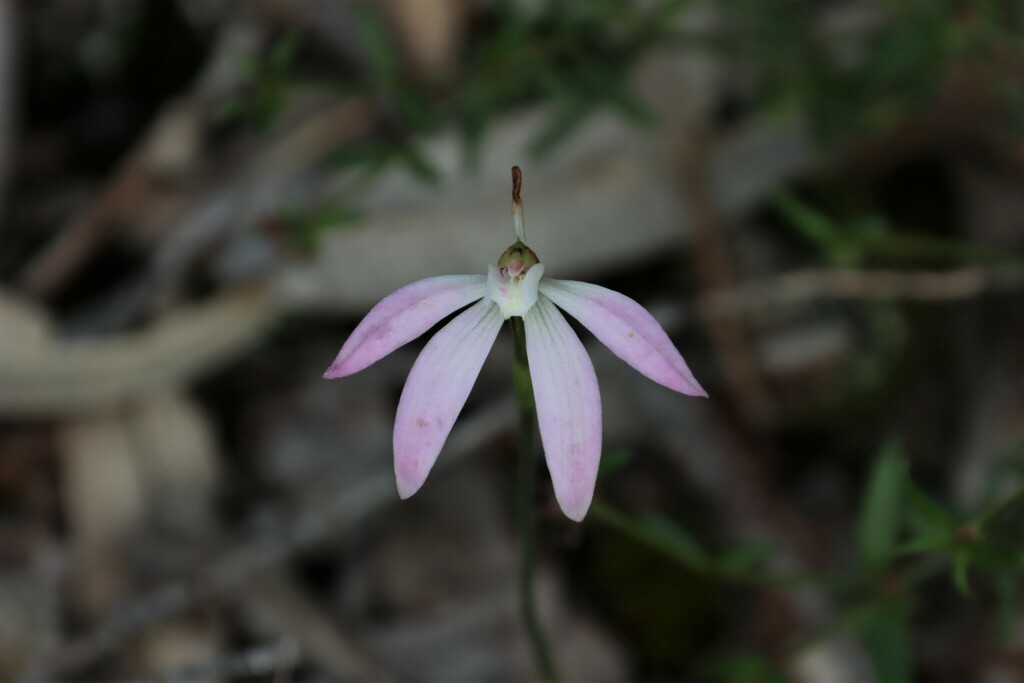 Pink Lady Fingers from St Andrews VIC 3761, Australia on October 06 ...