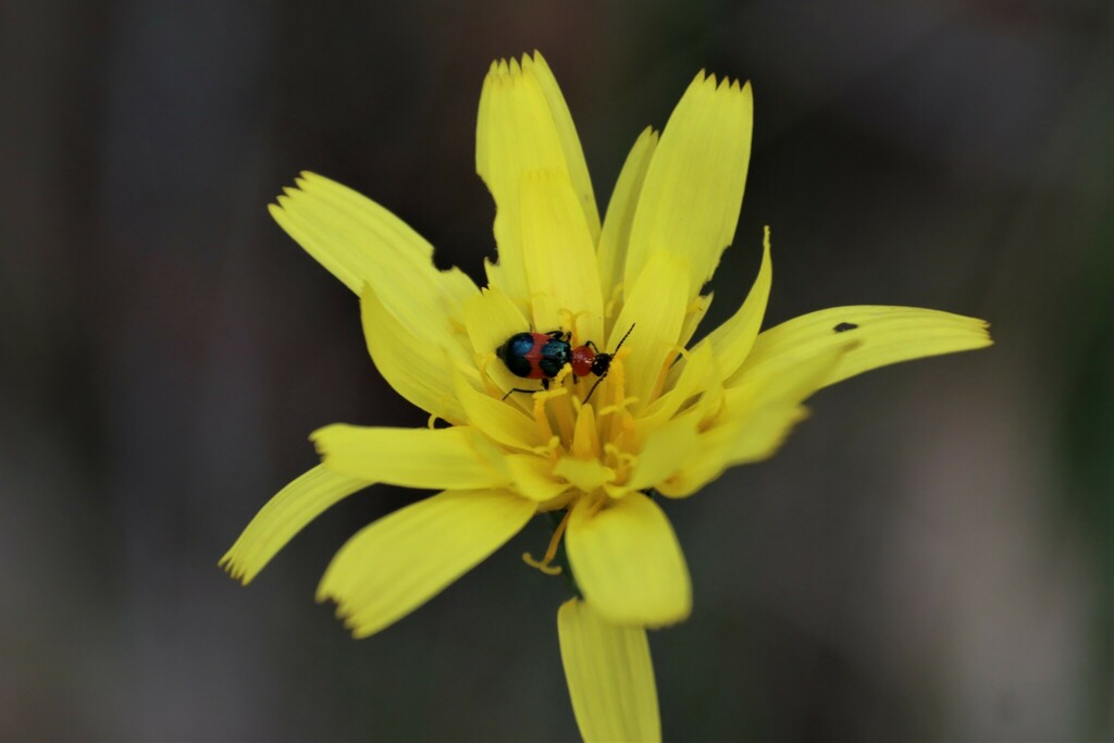 Red and Blue Beetle from St Andrews VIC 3761, Australia on October 06 ...