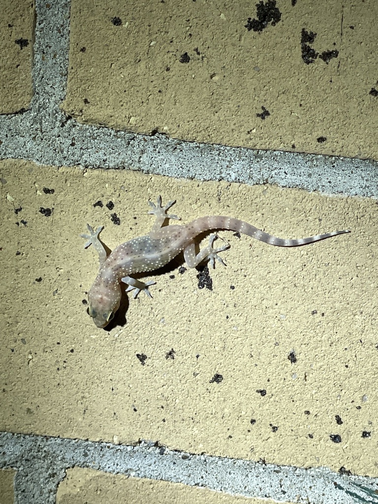 Mediterranean House Gecko from Haine Dr, Harlingen, TX, US on October ...