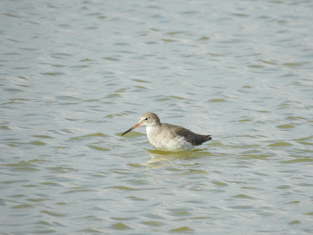 Common Redshank from Dorset, UK on October 06, 2022 at 10:24 AM by ...