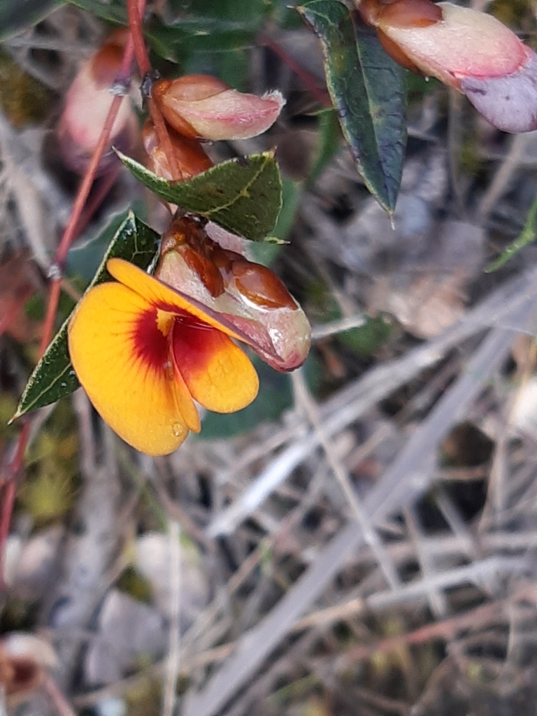 Common Flat-pea from Ballarto Road & Botanic Drive, Cranbourne VIC 3977 ...