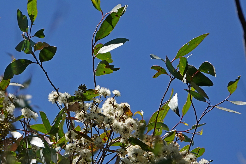 White Stringybark from Wallaga Lake NSW 2546, Australia on September 17 ...