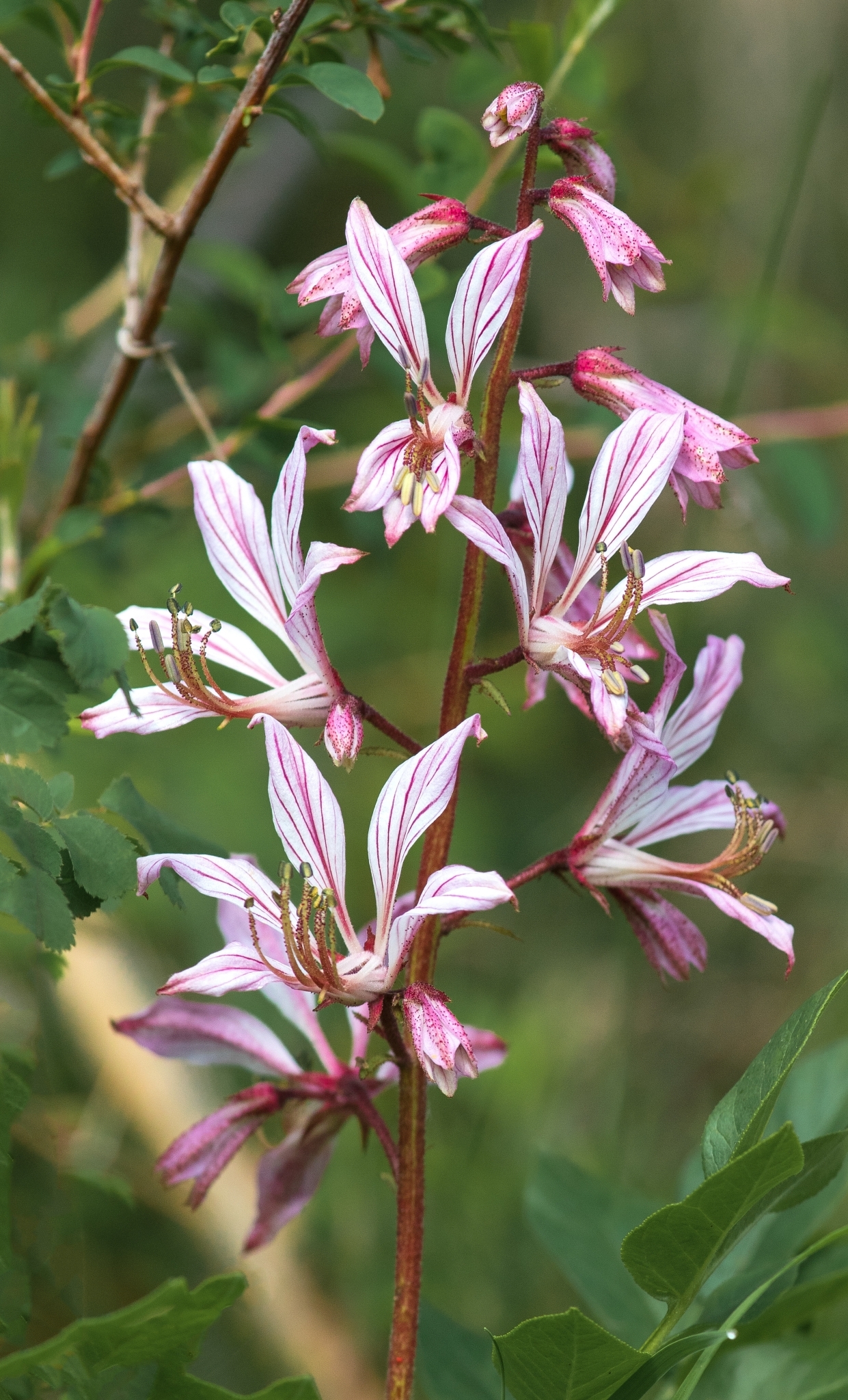 Dictamnus angustifolius G.Don ex Sweet