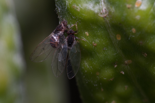 Trioza melaleucae · iNaturalist