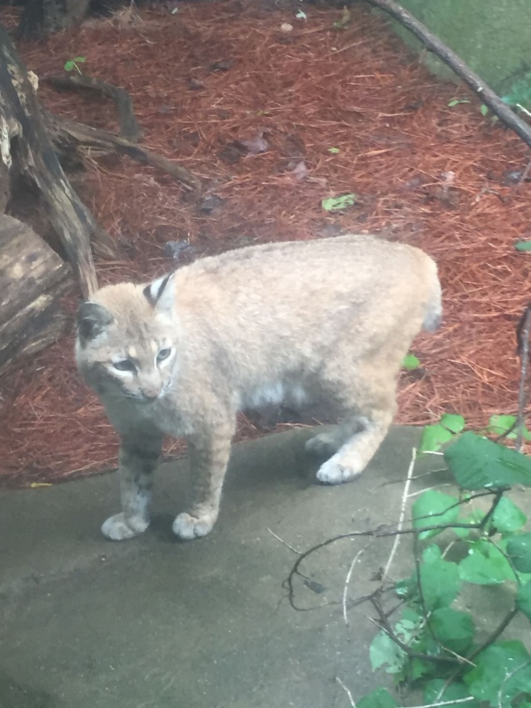 Bobcat in October 2022 by graham_nc. ecoEXPLORE Username: quincy ...