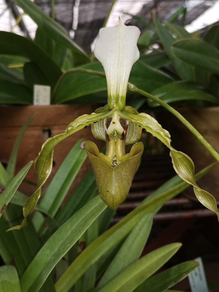 Double Flowered Paphiopedilum in October 2022 by guanhong · iNaturalist
