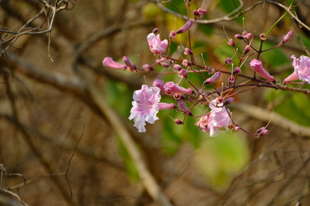 pink-jacaranda from Chimanimani, Zimbabwe on October 06, 2022 at 09:24 ...