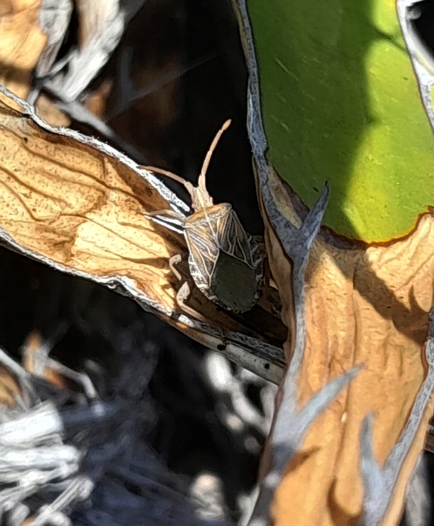 Prickly Pear Bug from Dr Arroyo, N.L., México on September 24, 2022 at ...