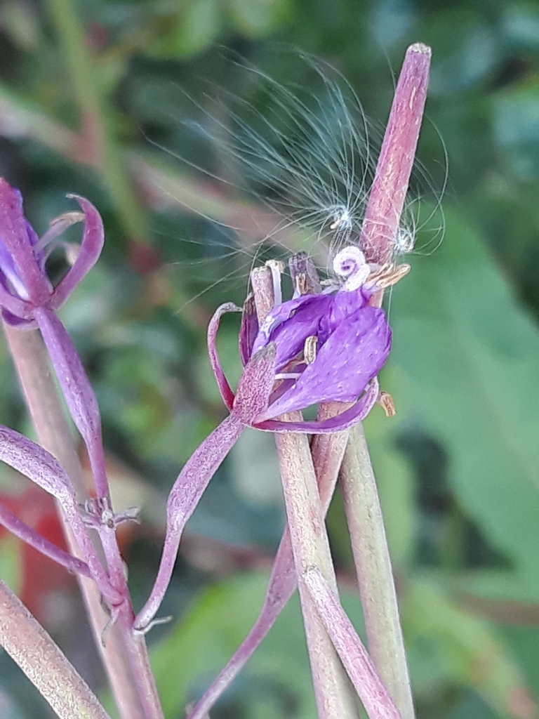 fireweed from Longlaville, Rue des Fleurs, 54810 Longlaville, France on ...