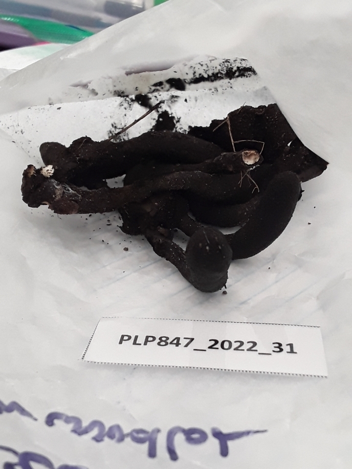 dead man's fingers from East Lansing, MI, USA on September 06, 2022 at ...