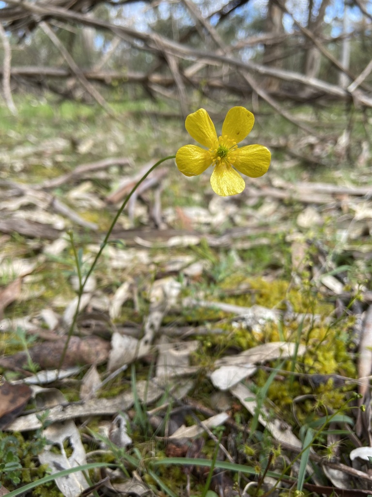Australian Buttercup from Horsham Rural City, Wartook, VIC, AU on ...