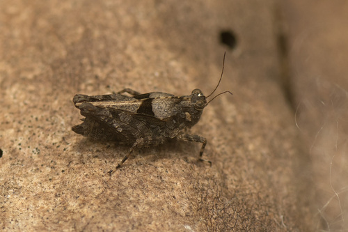 Tetrix arcunotus · iNaturalist