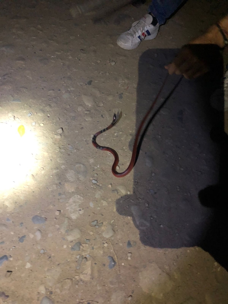 Tschudi's False Coral Snake from GJG6+P92, Tarapoto 22201, Perú on ...