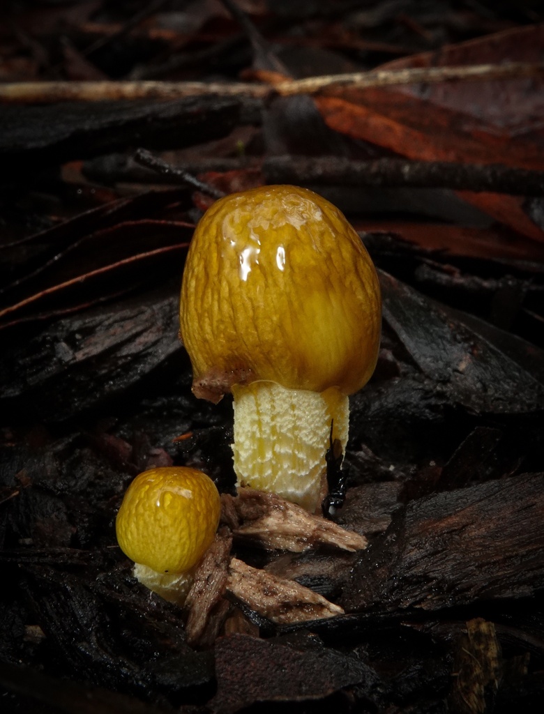 Bolbitius from End of valley rd on October 06, 2022 by liznoble ...