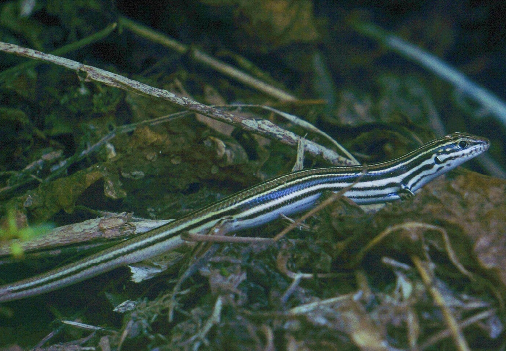 Copper-tailed Skink from North Ct, Bowen, QLD, AU on October 01, 2022 ...