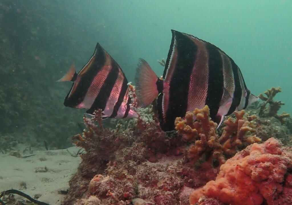 Eastern Talma from Sydney NSW, Australia on August 29, 2022 at 09:58 AM ...