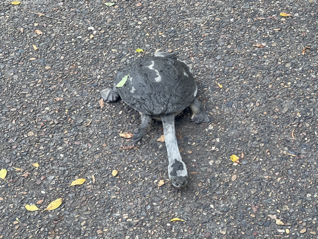 Broad-Shelled Turtle from The University of Queensland, St Lucia, QLD ...
