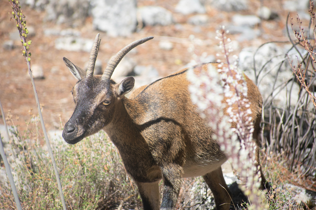 Kri-kri (Capra hircus cretica) - Know Your Mammals
