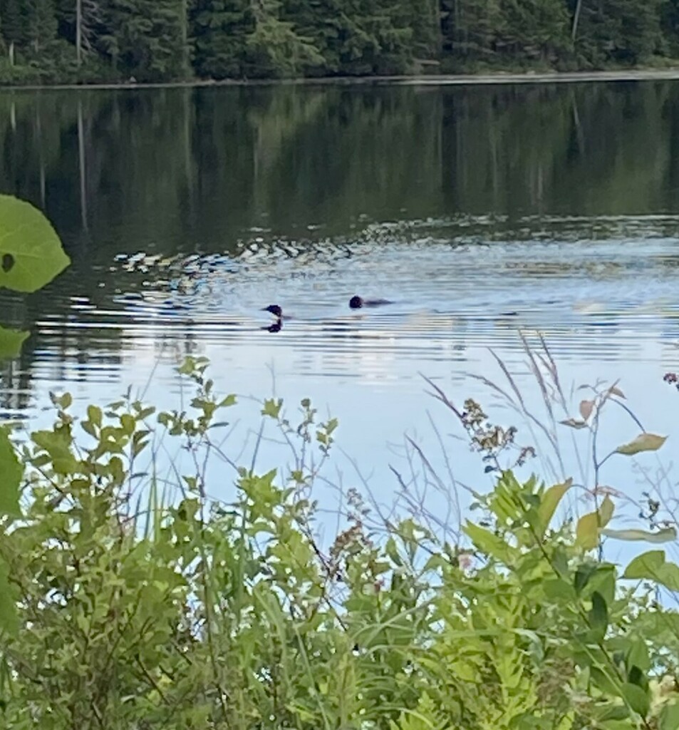 Common Loon from St Lawrence County, NY, USA on August 3, 2022 at 06:59 ...