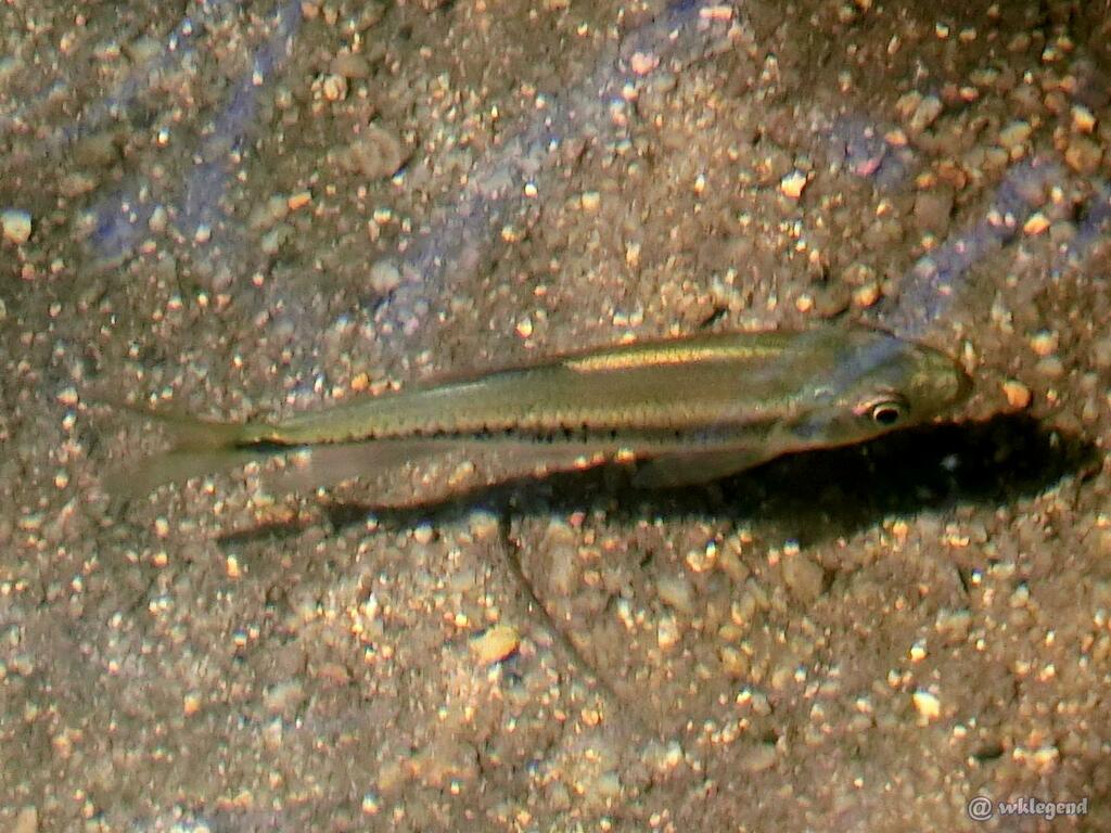 Predaceous chub from 香港沙田 on October 07, 2022 at 02:08 PM by wklegend ...