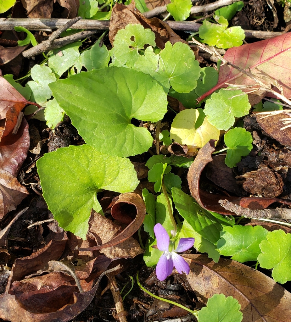 marsh blue violet from Pound Ridge, NY 10576, USA on October 06, 2022 ...