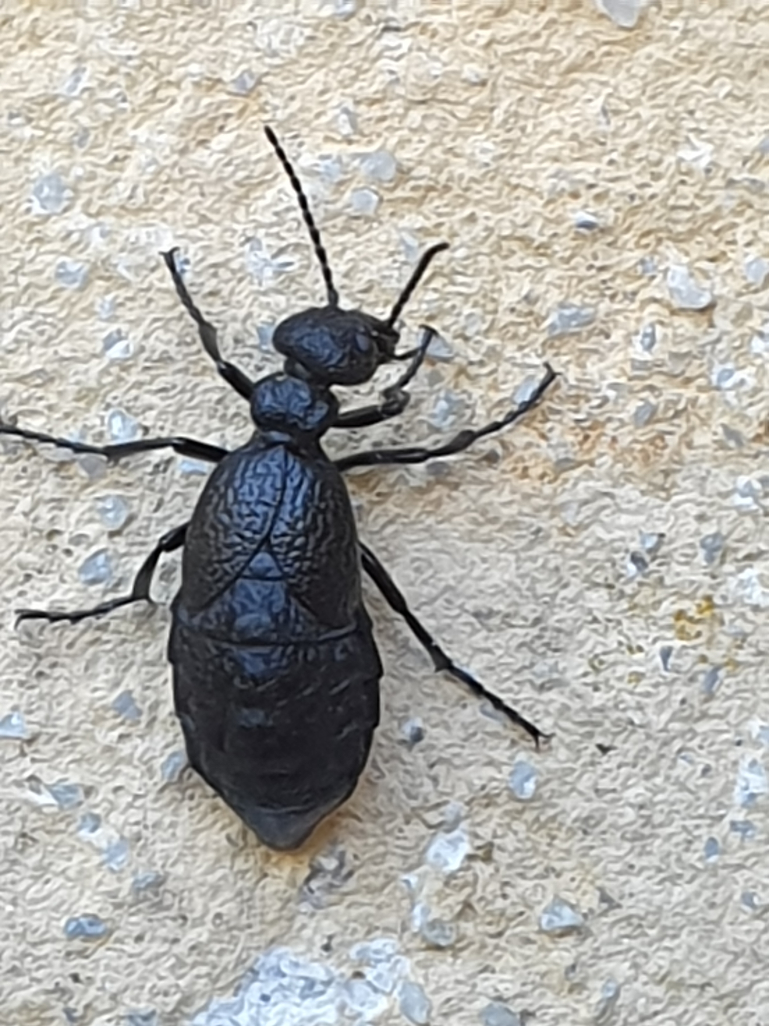 Meloe rugosus Marsham, 1802